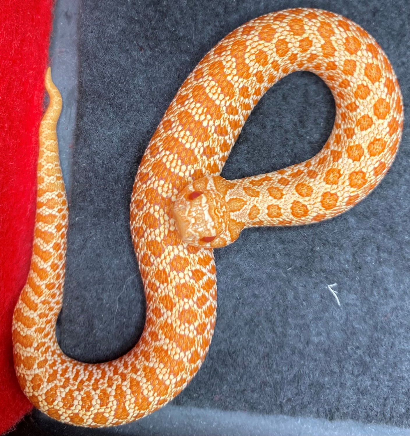 Red Albino 50% Het Toffee Belly Western Hognose by Insidious Serpents ...
