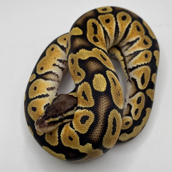 Pastel Russo Ball Python by Insidious Serpents LLC