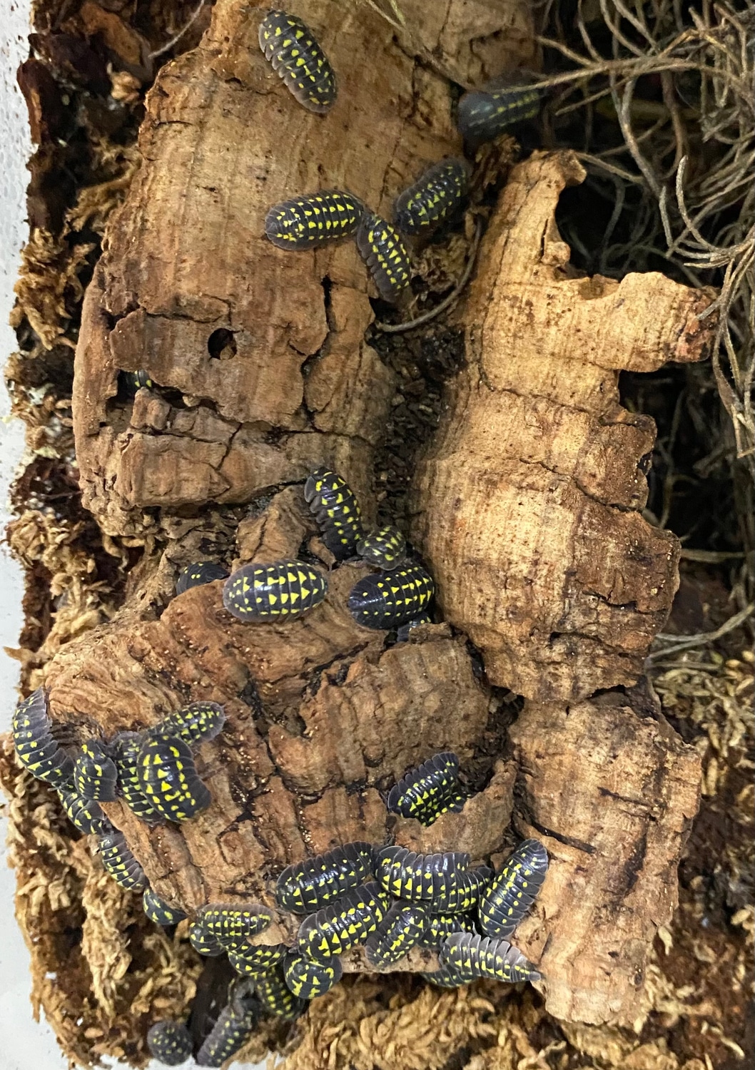Armadillidium Gestroi Isopod by Insidious Serpents LLC - MorphMarket