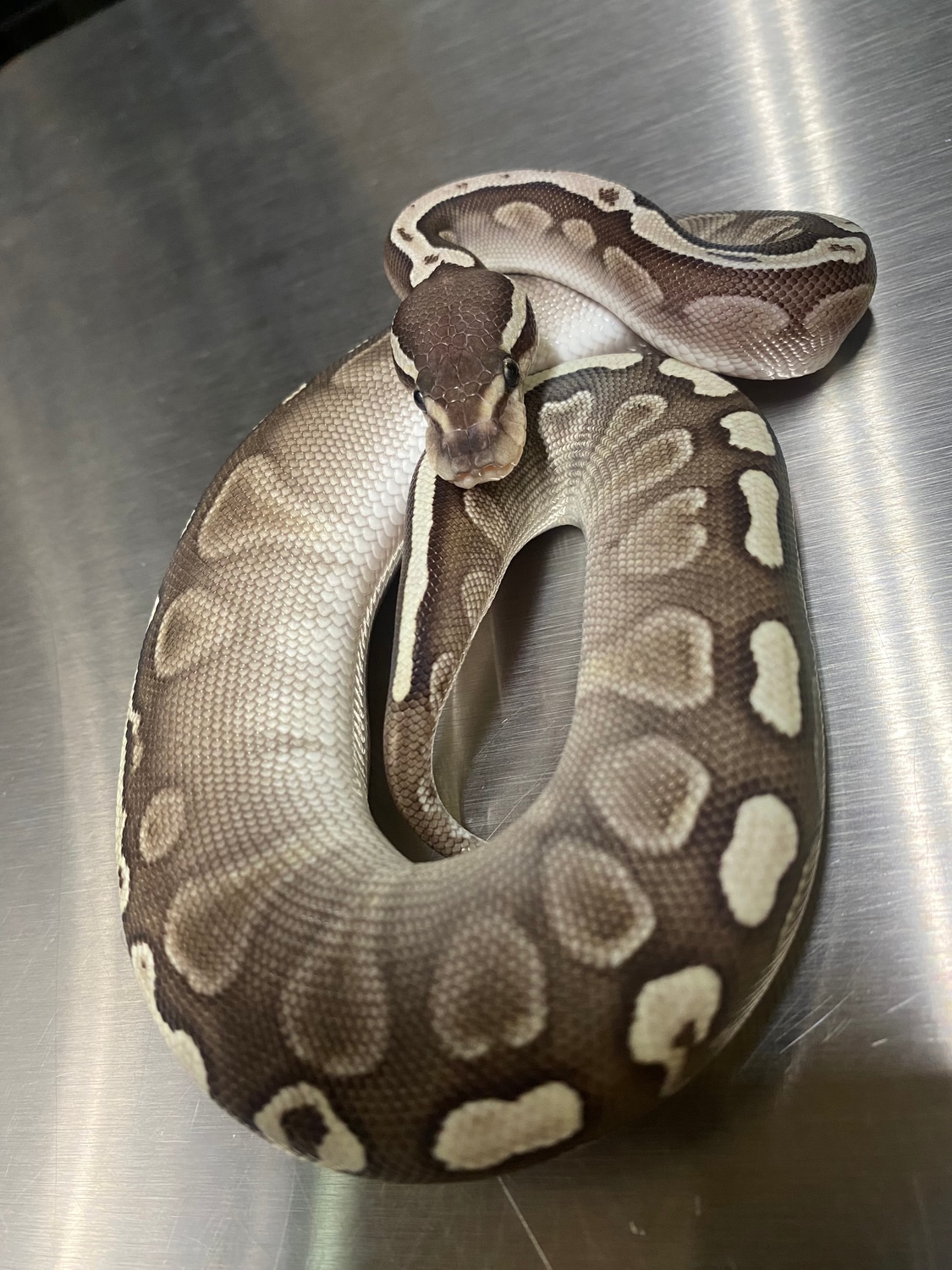 GHI Butter Vanilla Paradox Ball Python by Insidious Serpents LLC ...