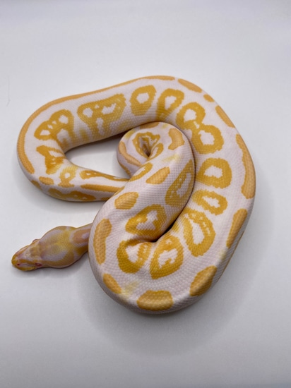 Albino Black Pastel Ball Python by Insidious Serpents LLC
