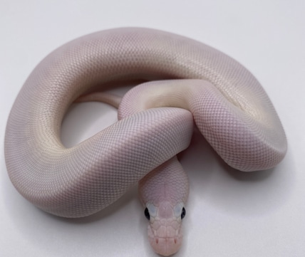 Insidious Serpents LLC - MorphMarket