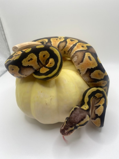 Pastel Russo Ball Python by Insidious Serpents LLC