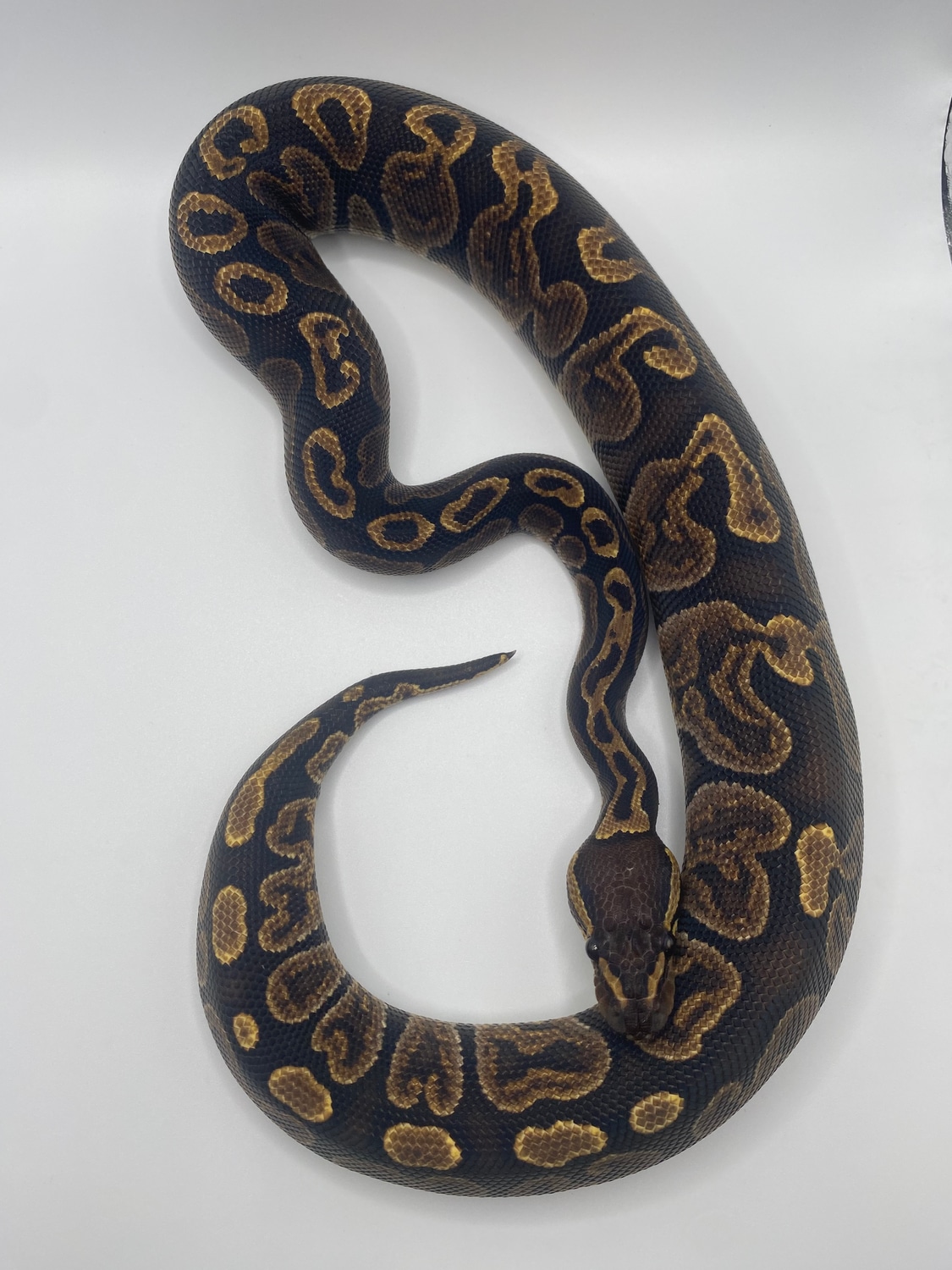 GHI Ball Python by Insidious Serpents LLC - MorphMarket