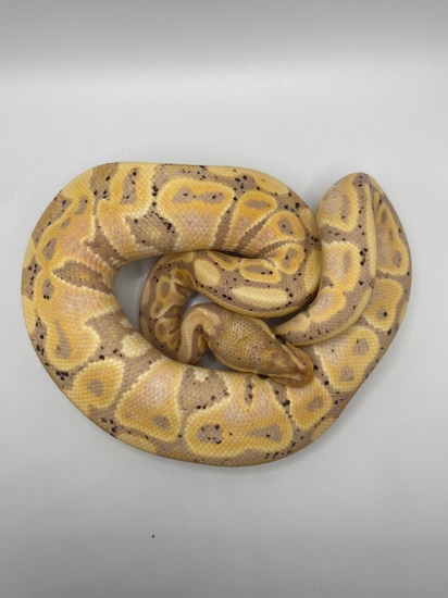 Banana Ball Python by Insidious Serpents LLC