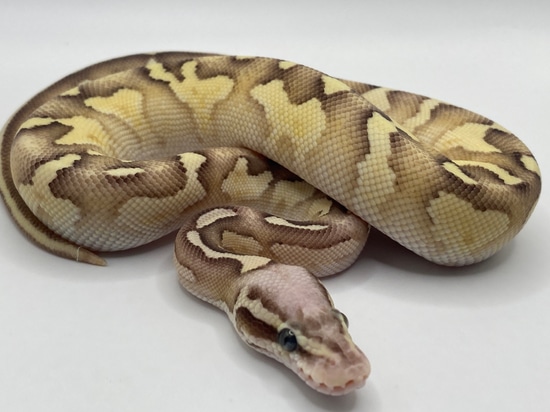 Pastel Lesser Fire Ball Python by Insidious Serpents LLC