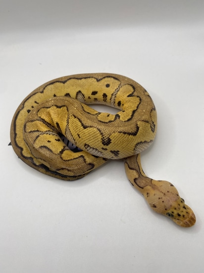 Pastel Blade Clown Ball Python by Insidious Serpents LLC