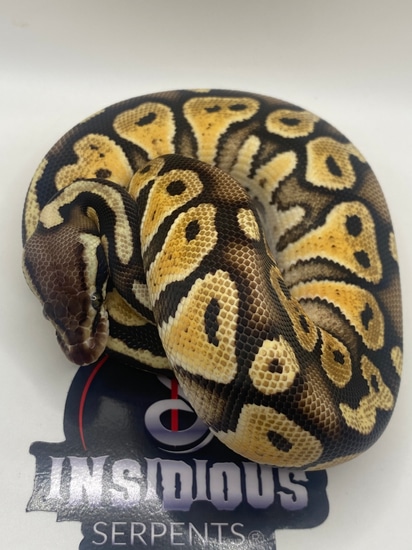 Pastel Russo Ball Python by Insidious Serpents LLC