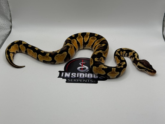 Pastel Ball Python by Insidious Serpents LLC
