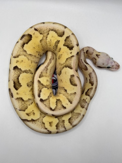 Super Vanilla Pastel Ball Python by Insidious Serpents LLC