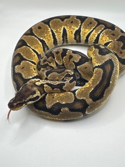 Pastel Ball Python by Insidious Serpents LLC