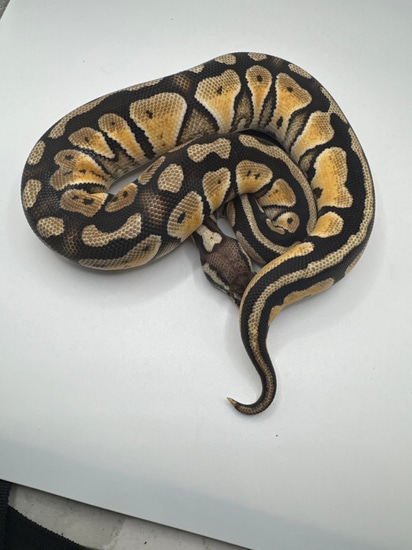 Pastel Russo Ball Python by Insidious Serpents LLC
