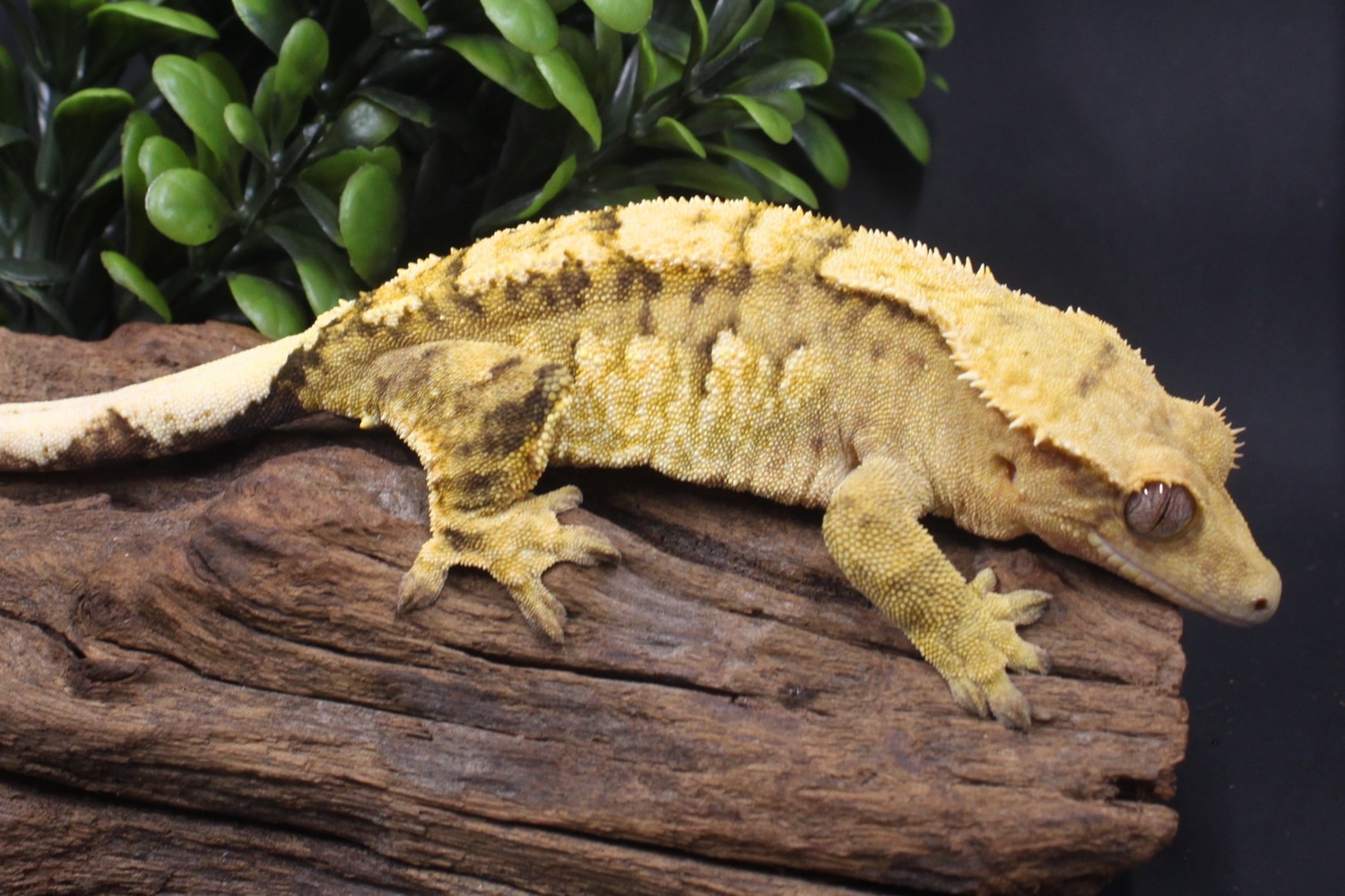 RTB Yellow And Cream Brindle Crested Gecko by Insomnia Geckos - MorphMarket