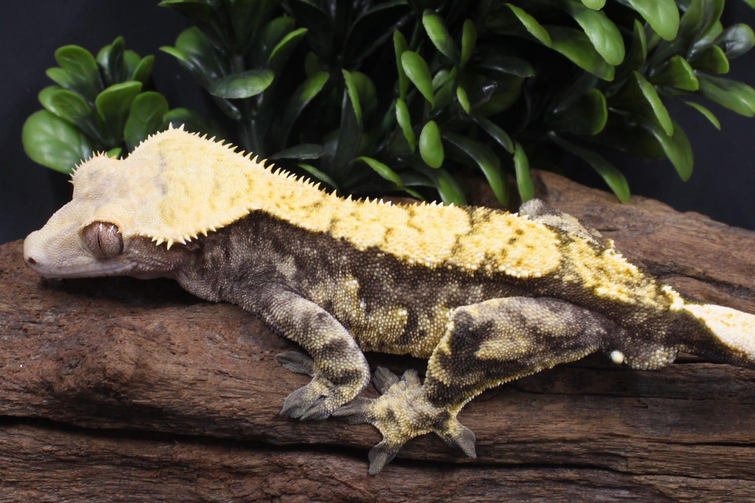 Dark Based Brindle Harelequin With Light Yellow Cream Crested Gecko by ...