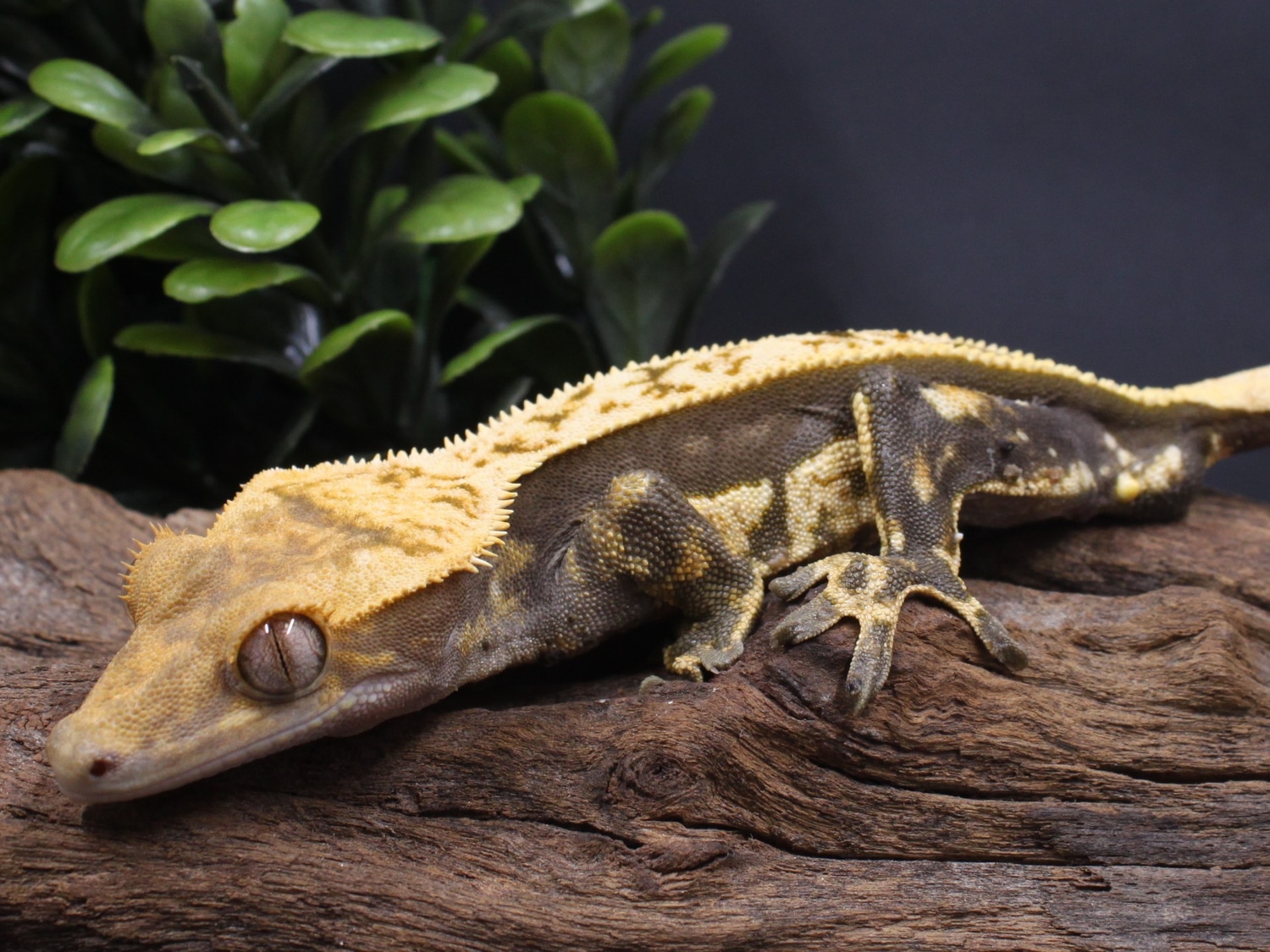 Black Base WP Full Pinstripe W/dashed Quad Crested Gecko by Insomnia ...