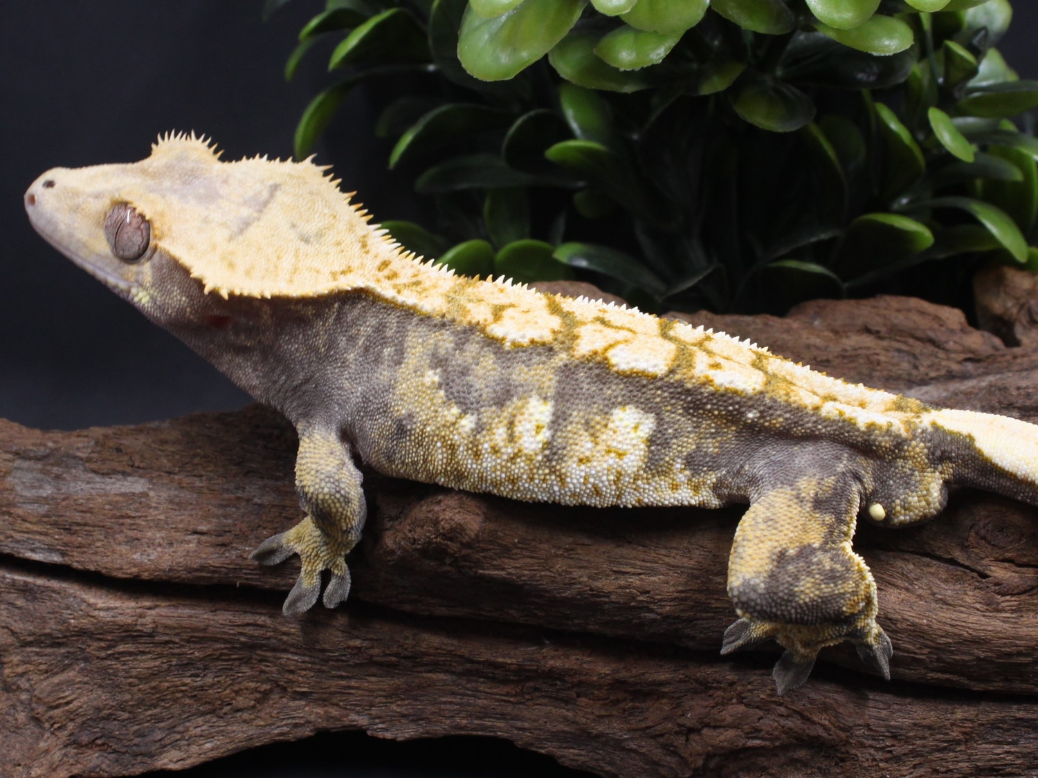 Dark Based Tri-Color Extreme Harlequin With Bright Cream Highlights ...