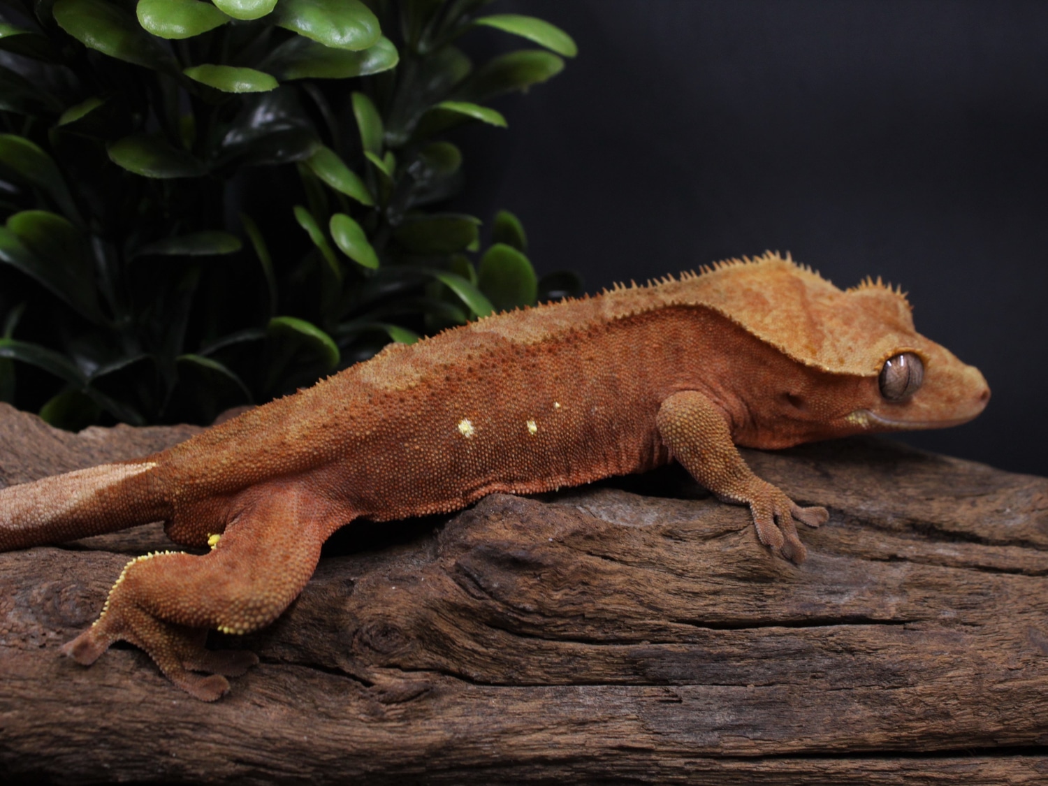 Deep Red Phantom With Strong Tiger And Portholes Crested Gecko by ...