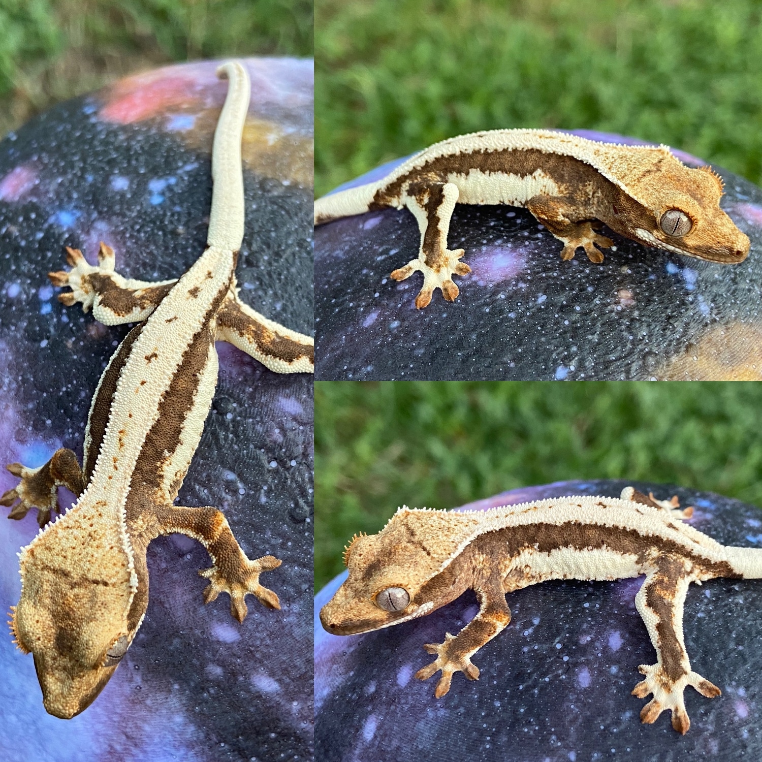 100% Het Axanthic Lilly White Crested Gecko by Interstellar Exotics ...