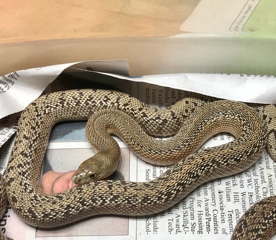 Patternless Florida Pine Snake by Jay Jacoby Serpent Propagation
