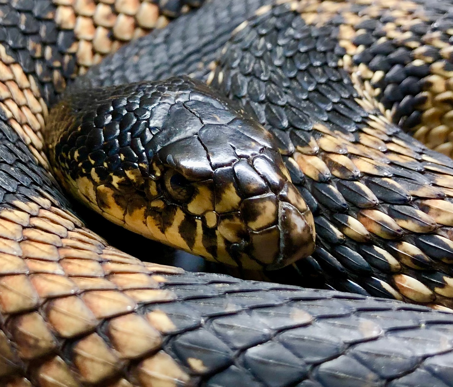 RED Phase Northern Pine Snake by Jay Jacoby Serpent Propagation ...