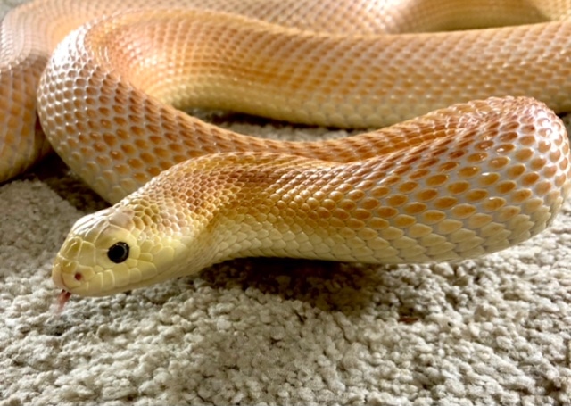 Orange Leucistic Florida Pine Pine Snake by Jay Jacoby Serpent ...