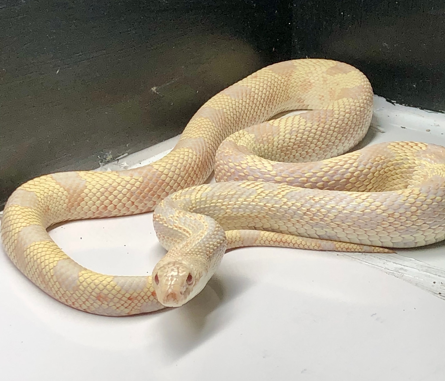 Albino Northern Pine Snake by Jay Jacoby Serpent Propagation - MorphMarket