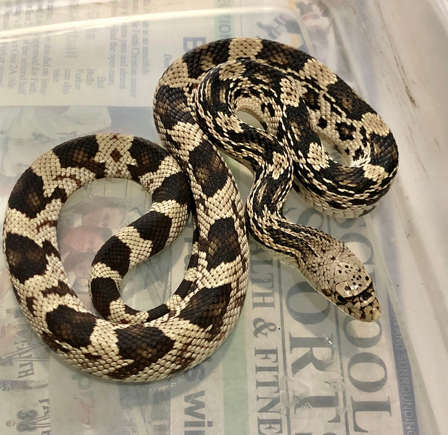 Chocolate Line Northern Pine Snake by Jay Jacoby Serpent Propagation ...