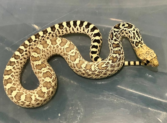 Trumbower Hypo Bull Snake Bullsnake by Jay Jacoby Serpent Propagation