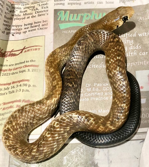 Black Tail Cribo Cribo & Indigo Snakes by Jay Jacoby Serpent Propagation