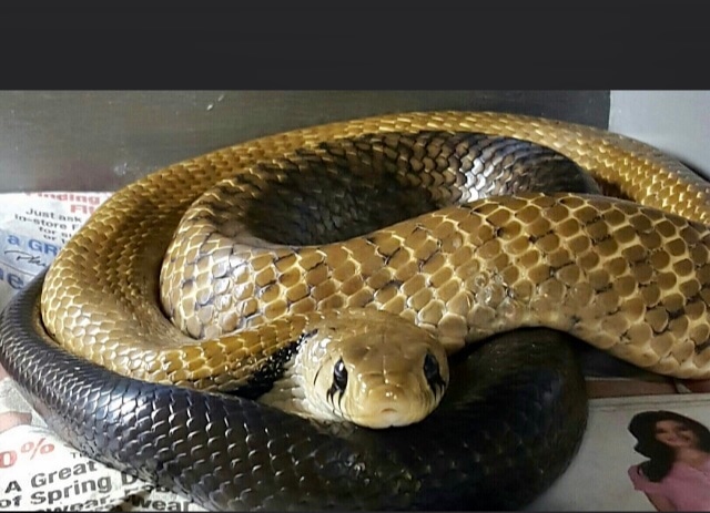 Black Tail Cribo Cribo & Indigo Snakes by Jay Jacoby Serpent ...