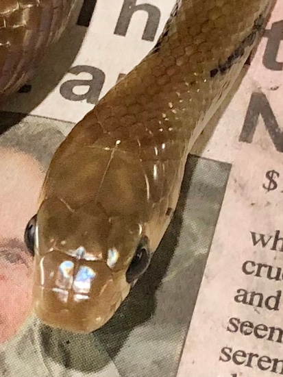 Black Tail Cribo Cribo & Indigo Snakes by Jay Jacoby Serpent Propagation