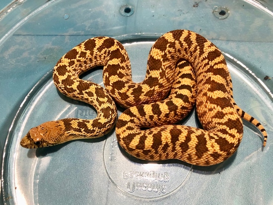 Pair Red Bull Snakes Bullsnake by Jay Jacoby Serpent Propagation
