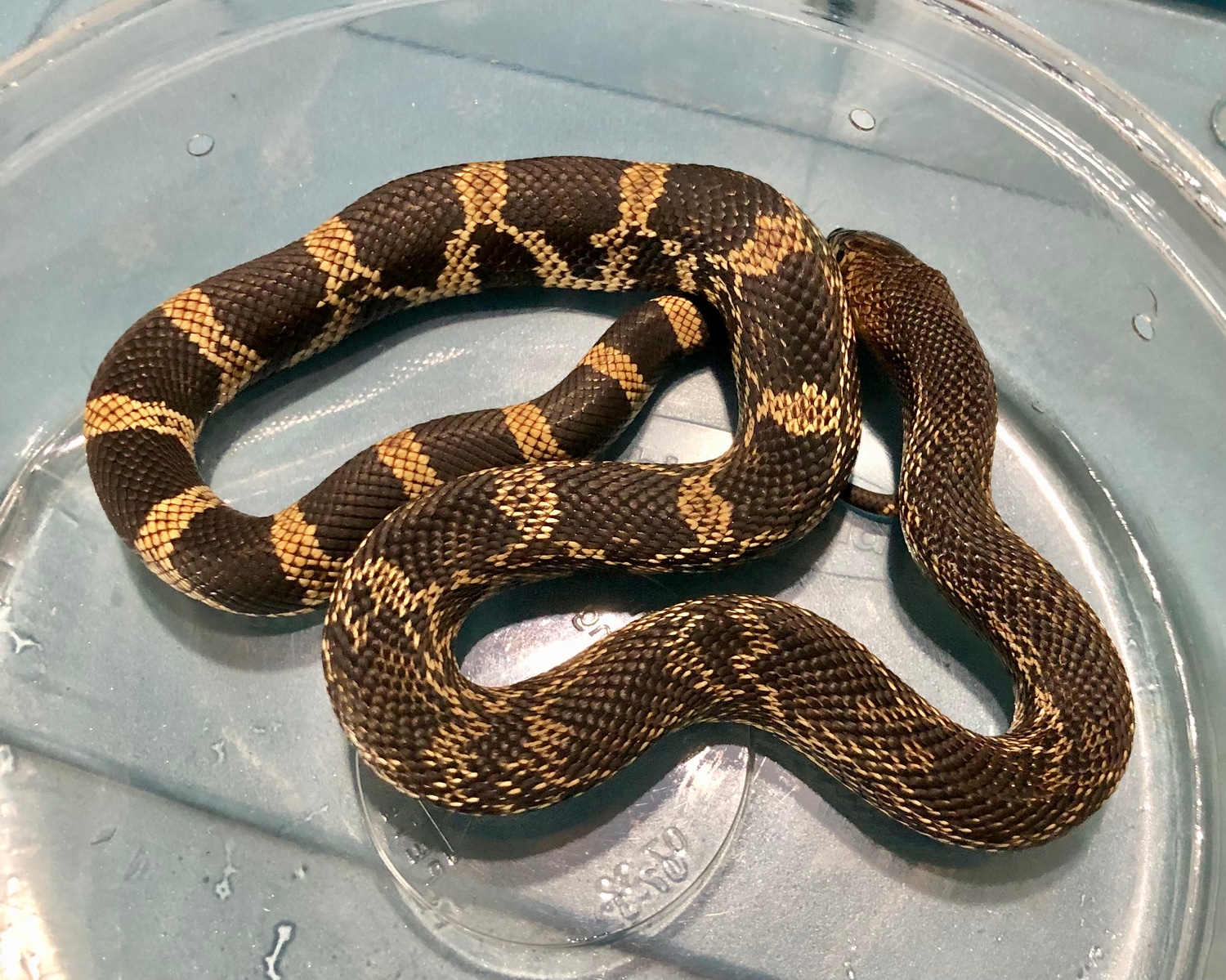 Coco Pine Pine Snake by Jay Jacoby Serpent Propagation - MorphMarket