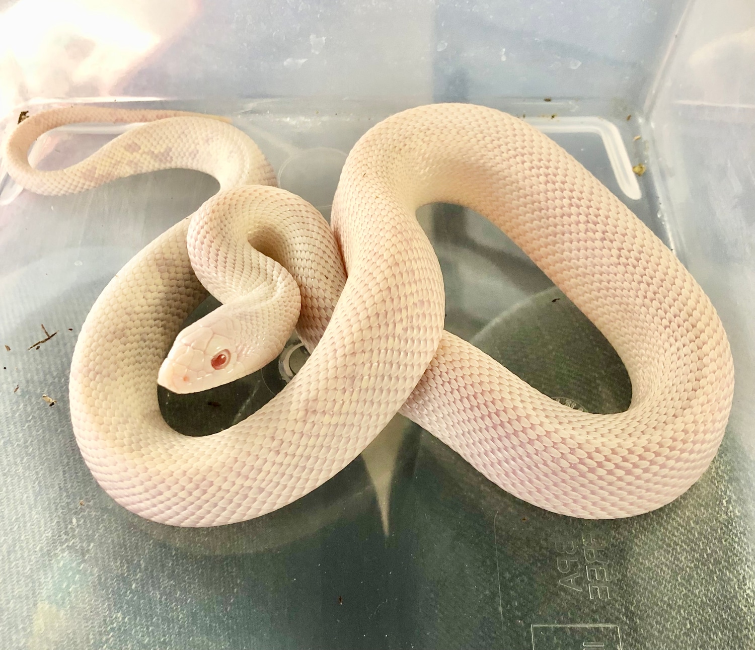 Patternless Snow Florida Pine Snake by Jay Jacoby Serpent Propagation ...