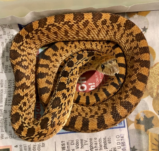 Kingsville Red Bull Snake Female Bullsnake by Jay Jacoby Serpent ...