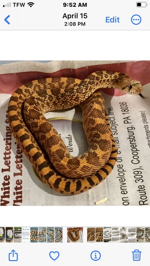 Kingsville Red Bull Snake Bullsnake by Jay Jacoby Serpent Propagation