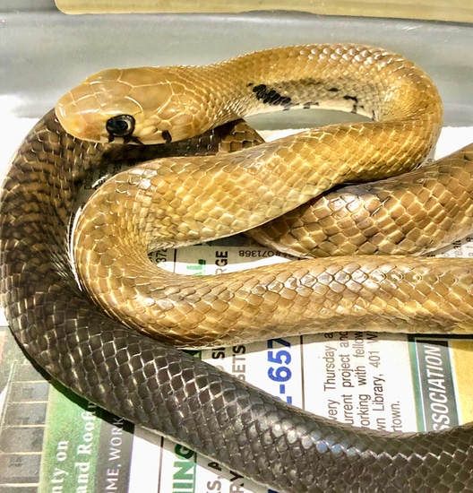 Blacktail Cribo Cribo & Indigo Snakes by Jay Jacoby Serpent Propagation