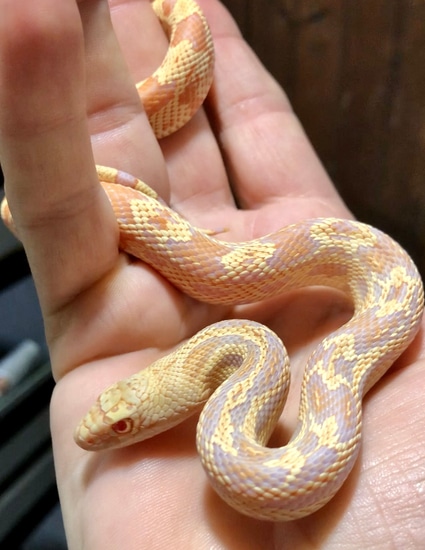 Albino Northern Pine Pine Snake by Jay Jacoby Serpent Propagation