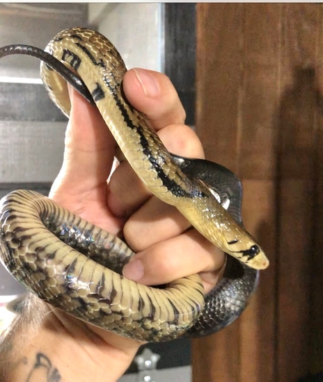 Striped Blacktail Cribo Cribo & Indigo Snakes by Jay Jacoby Serpent ...