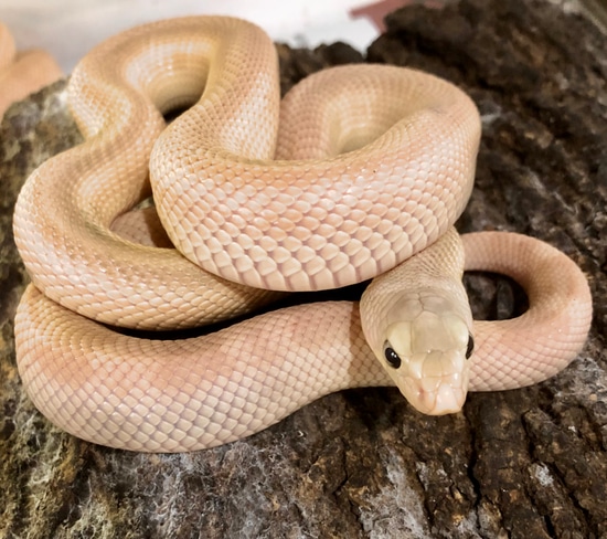 Pink Leucistic Florida Pine Pine Snake by Jay Jacoby Serpent Propagation