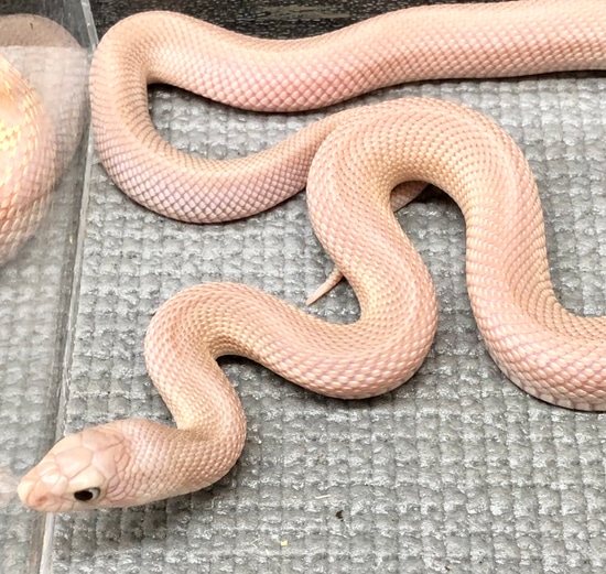 Pink Leucistic Florida Pine Pine Snake by Jay Jacoby Serpent Propagation