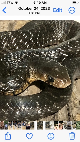 Texas Indigo Binnig Line Cribo & Indigo Snakes by Jay Jacoby Serpent ...