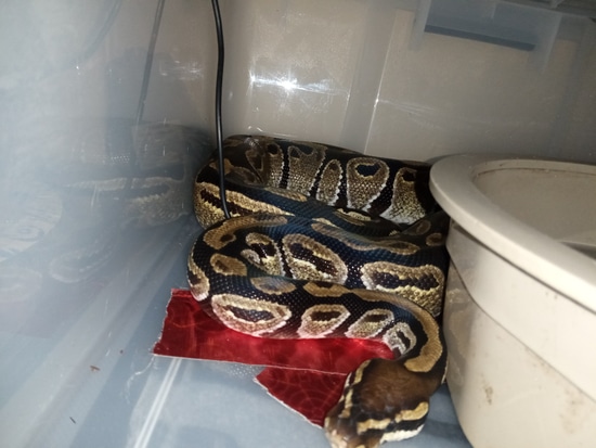 3 Foot Tame Ball Python by CaylubSneks