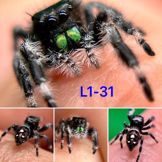 P. Regius (Regal) Jumping Spider - I8 by InvertAdorable