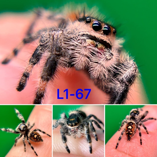 P. Regius (Regal) Jumping Spider - I8 by InvertAdorable