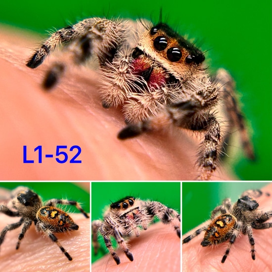 P. Regius (Regal) Jumping Spider - I9 by InvertAdorable