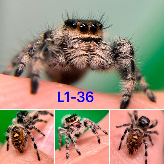 P. Regius (Regal) Jumping Spider - I8 by InvertAdorable