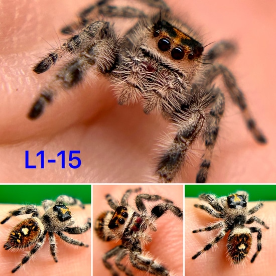 P. Regius (Regal) Jumping Spider - I9 by InvertAdorable