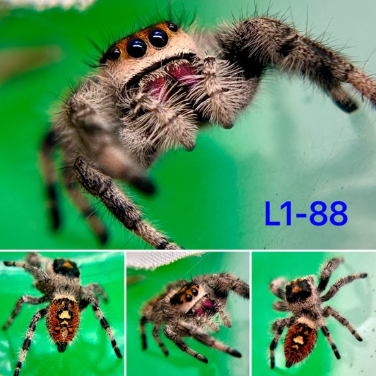 P. Regius (Regal) Jumping Spider - I9 by InvertAdorable