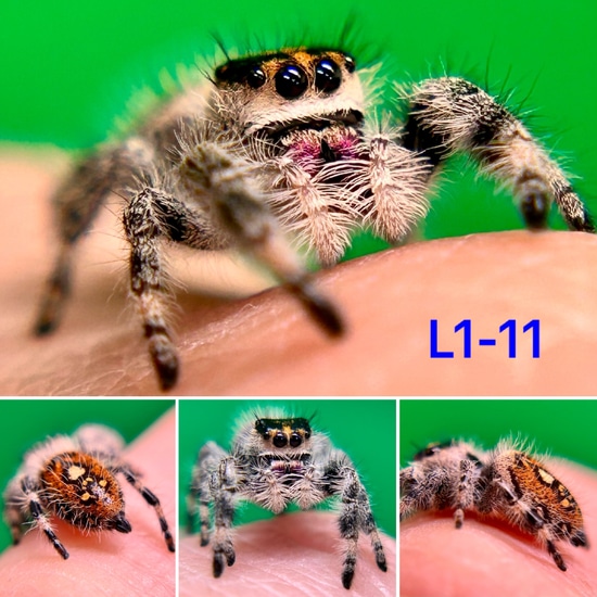P. Regius (Regal) Jumping Spider - I9 by InvertAdorable
